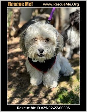 - California Lhasa Apso Rescue - ADOPTIONS - Rescue Me!