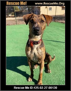 - Texas Dog Rescue - ADOPTIONS - Rescue Me!