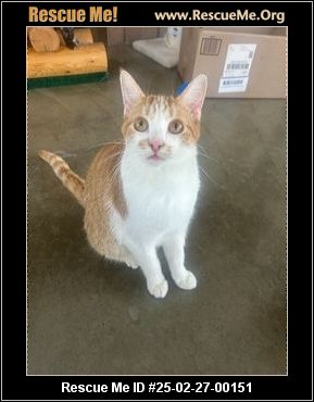 - Michigan Cat Rescue - ADOPTIONS - Rescue Me!