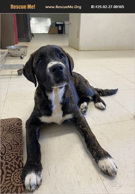 ADOPT 25022700165 ~ Mountain Cur Rescue ~ Joshua Tree, CA