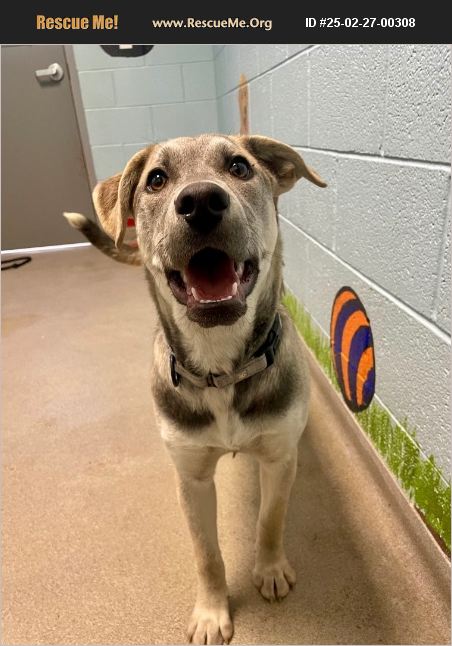 ADOPT 25022700308 ~ Lab Rescue ~ Salt Lake City, UT