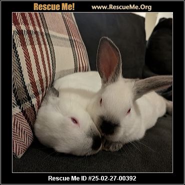 - Texas Rabbit Rescue - ADOPTIONS - Rescue Me!