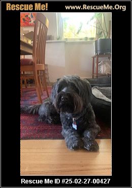 - Australia Dog Rescue - ADOPTIONS - Rescue Me!