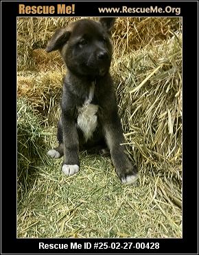 - Texas Dog Rescue - ADOPTIONS - Rescue Me!