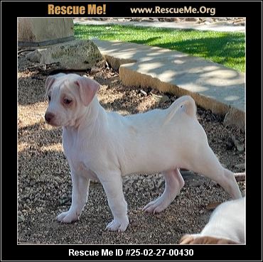 - Texas Dog Rescue - ADOPTIONS - Rescue Me!