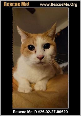 - Missouri Cat Rescue - ADOPTIONS - Rescue Me!