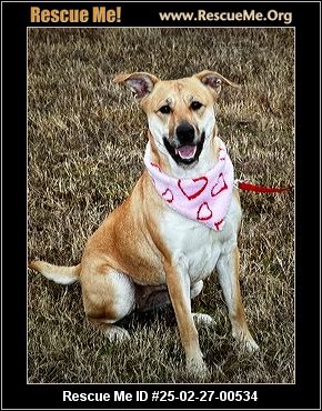 - Oklahoma Dog Rescue - ADOPTIONS - Rescue Me!