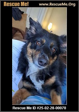- Virginia Australian Shepherd Rescue - ADOPTIONS - Rescue Me!