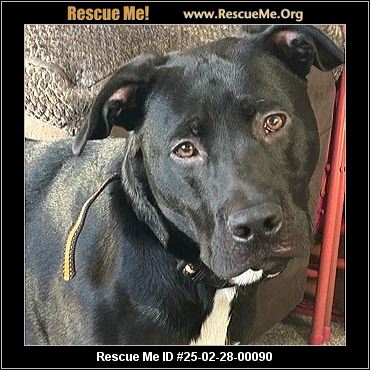 - Indiana Dog Rescue - ADOPTIONS - Rescue Me!