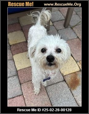 - Florida Maltese Rescue - ADOPTIONS - Rescue Me!