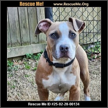 - Illinois Pit Bull Rescue - ADOPTIONS - Rescue Me!