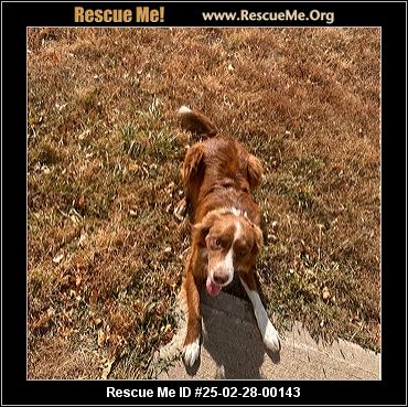 - South Dakota Dog Rescue - ADOPTIONS - Rescue Me!