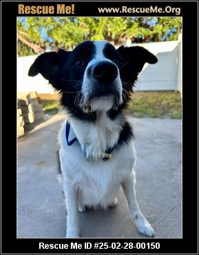 - Florida Border Collie Rescue - ADOPTIONS - Rescue Me!