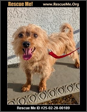 - Florida Yorkie Rescue - ADOPTIONS - Rescue Me!