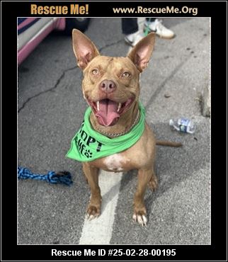 - Kentucky Dog Rescue - ADOPTIONS - Rescue Me!
