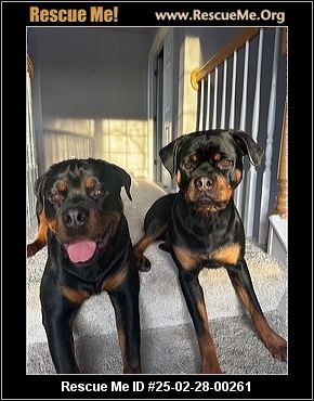 - Alaska Dog Rescue - ADOPTIONS - Rescue Me!