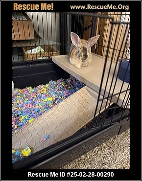 - Virginia Rabbit Rescue - ADOPTIONS - Rescue Me!