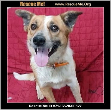 - Wisconsin Dog Rescue - ADOPTIONS - Rescue Me!