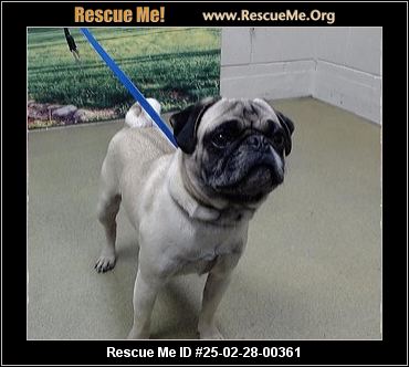- California Pug Rescue - ADOPTIONS - Rescue Me!