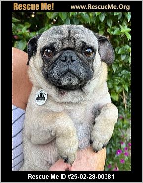 - California Pug Rescue - ADOPTIONS - Rescue Me!
