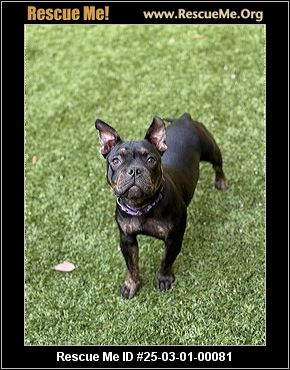 - California American Bulldog Rescue - ADOPTIONS - Rescue Me!