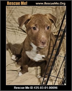 - Colorado Lab Rescue - ADOPTIONS - Rescue Me!