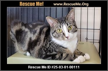 - New Jersey Cat Rescue - ADOPTIONS - Rescue Me!