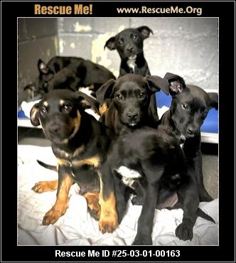 - New Mexico Dog Rescue - ADOPTIONS - Rescue Me!