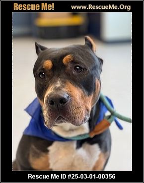 - New York Rottweiler Rescue - ADOPTIONS - Rescue Me!