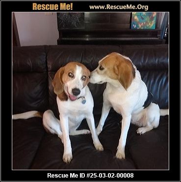 - Washington Dog Rescue - ADOPTIONS - Rescue Me!