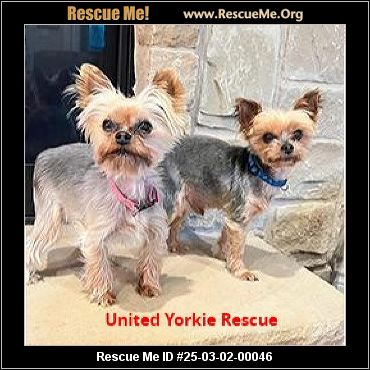 - Texas Yorkie Rescue - ADOPTIONS - Rescue Me!