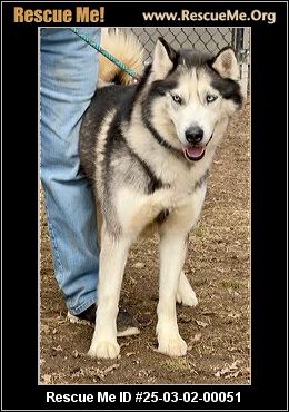 - New York Dog Rescue - ADOPTIONS - Rescue Me!