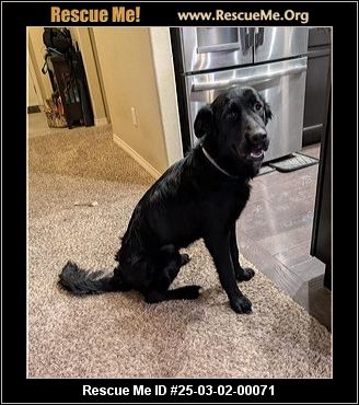 - Colorado Lab Rescue - ADOPTIONS - Rescue Me!