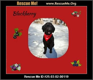 - Washington Lab Rescue - ADOPTIONS - Rescue Me!