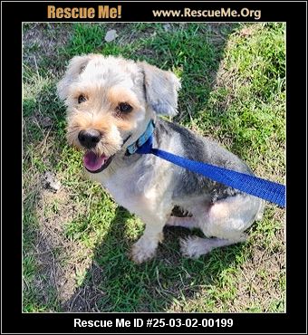 - Texas Schnauzer Rescue - ADOPTIONS - Rescue Me!
