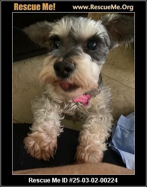 - Florida Schnauzer Rescue - ADOPTIONS - Rescue Me!