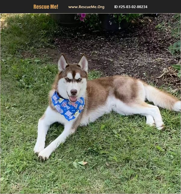 ADOPT 25030200234 ~ Siberian Husky Rescue ~ Hamilton, OH