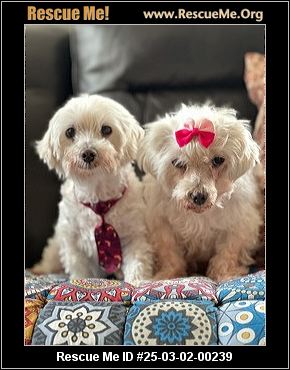- Florida Maltese Rescue - ADOPTIONS - Rescue Me!