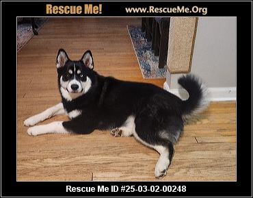 - Virginia Pomeranian Rescue - ADOPTIONS - Rescue Me!