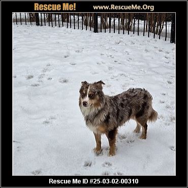 - Virginia Australian Shepherd Rescue - ADOPTIONS - Rescue Me!