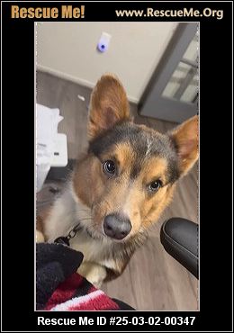 - Texas Corgi Rescue - ADOPTIONS - Rescue Me!