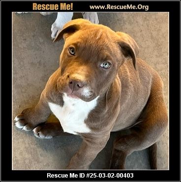 - California Pit Bull Rescue - ADOPTIONS - Rescue Me!