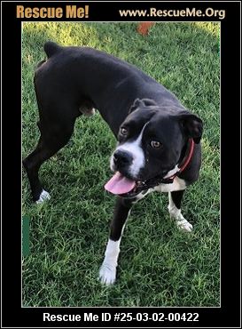 - Arizona Boxer Rescue - ADOPTIONS - Rescue Me!