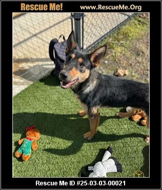 - Texas German Shepherd Rescue - ADOPTIONS - Rescue Me!