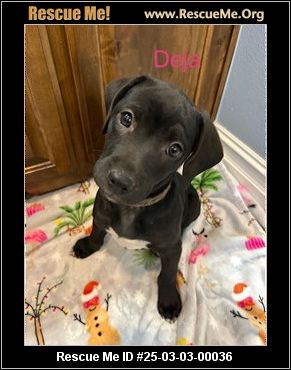 - Oklahoma Dog Rescue - ADOPTIONS - Rescue Me!