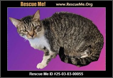 - Indiana Cat Rescue - ADOPTIONS - Rescue Me!