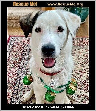 - Colorado Dog Rescue - ADOPTIONS - Rescue Me!