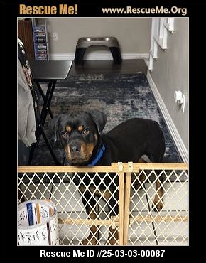 - Texas Rottweiler Rescue - ADOPTIONS - Rescue Me!