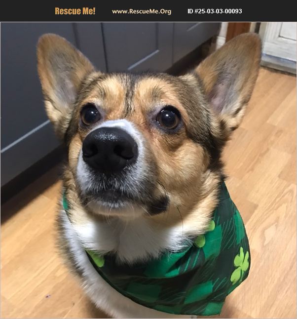 ADOPT 25030300093 ~ Corgi Rescue ~ Taylor, MI
