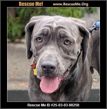 - The Little Red Dog, Inc. - Anaheim, CA - AVAILABLE PETS